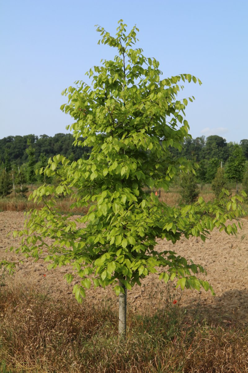 Featured Native: American Beech (Fagus grandifolia) - White House ...