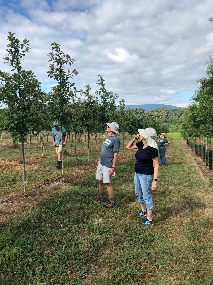 Arlington County Tree Stewards; 14 August 2019 - White House Natives LLC