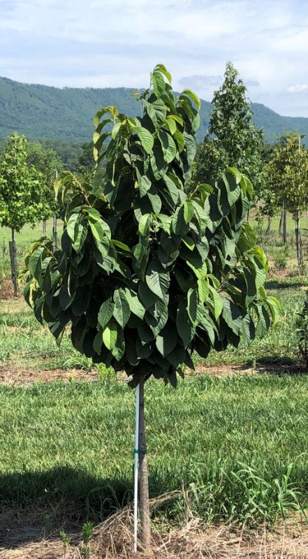 At the Nursery, 5 Aug 2020, part 2 of 3 - White House Natives LLC