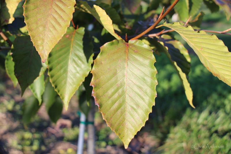 Tree of the Month - American Beech [Fagus grandifolia] - White House ...