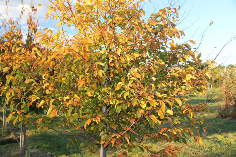 Tree of the Month - American Beech [Fagus grandifolia] - White House ...