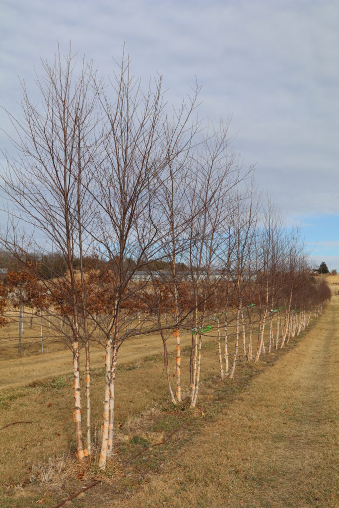 Featured Native: River Birch (Betula nigra) - White House Natives LLC