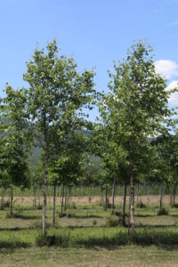 Featured Native: River Birch (Betula nigra) - White House Natives LLC