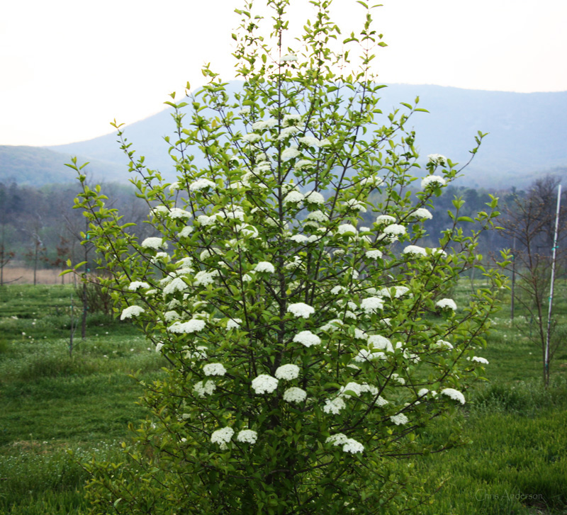 Tree of the Month - Viburnums - White House Natives LLC