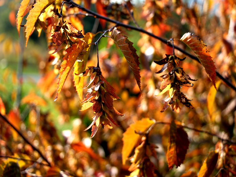 Featured Native: American Hornbeam (Carpinus caroliniana) - White House ...