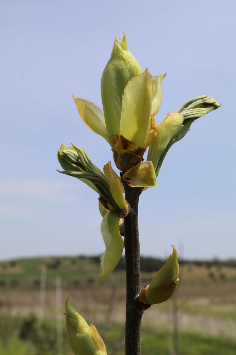 Leafing Out, April 2019, pt 1 of 2 - White House Natives LLC