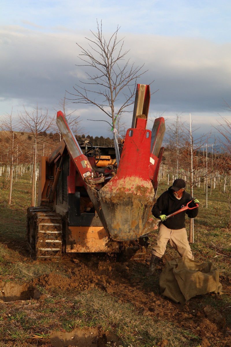 Spring Digging, 2d March 2019 - White House Natives LLC