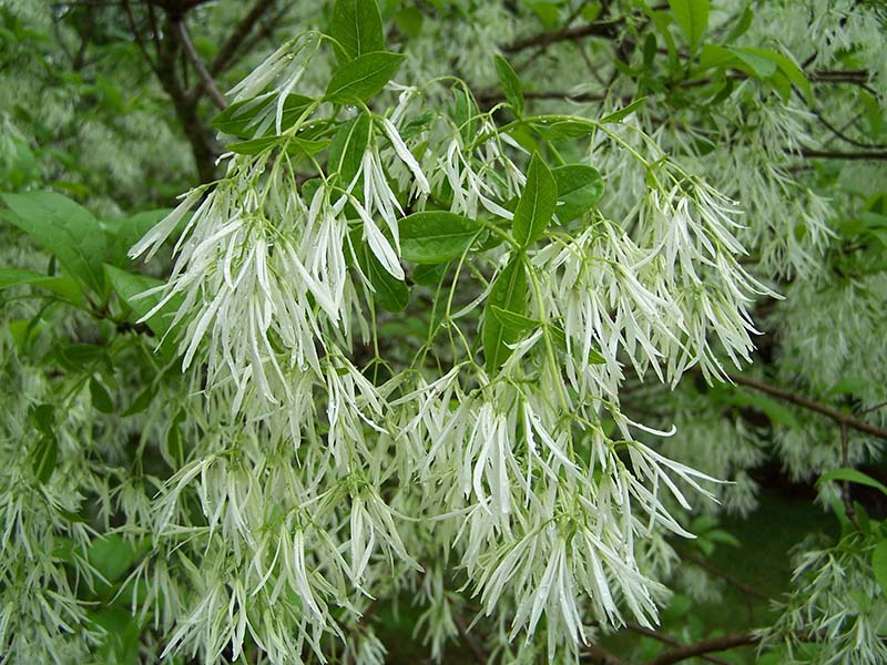 Fringe Tree - White House Natives LLC