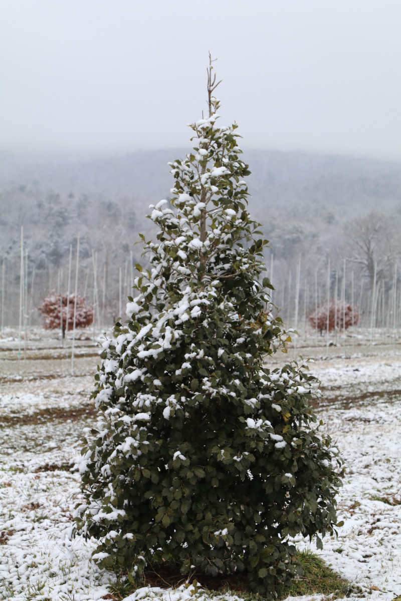 Featured Native: American Holly (Ilex opaca) - White House Natives LLC