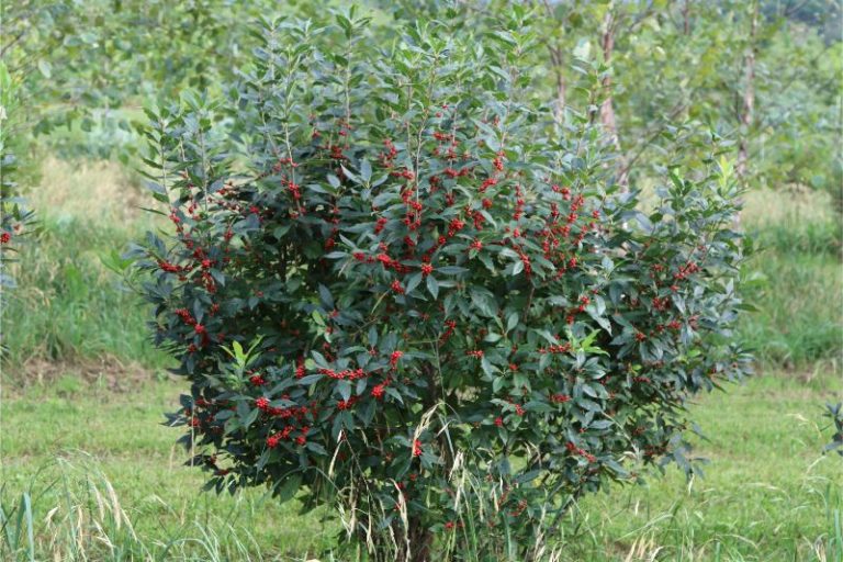 Featured Native: Common Winterberry (Ilex verticillata) - White House ...
