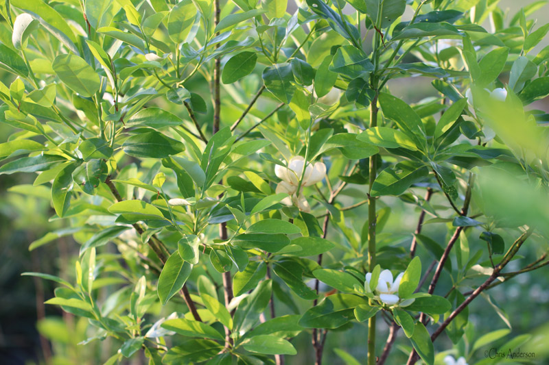 Tree of the Month - Magnolia virginiana - White House Natives LLC