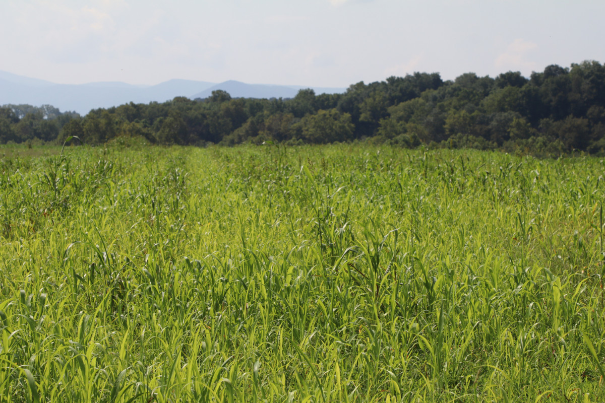 Around the Farm, 5th August 2018 - White House Natives LLC