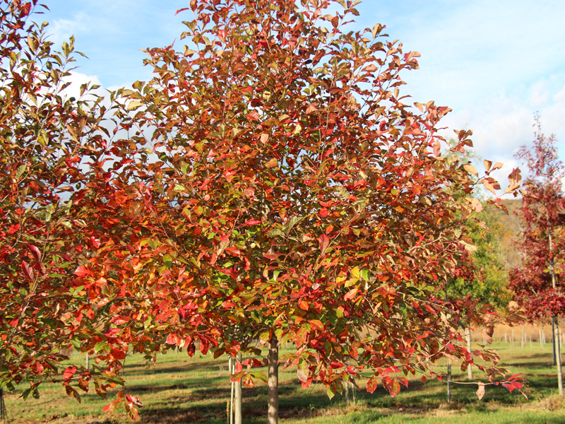 Featured Native: Black Gum/Tupelo (Nyssa sylvatica) - White House ...
