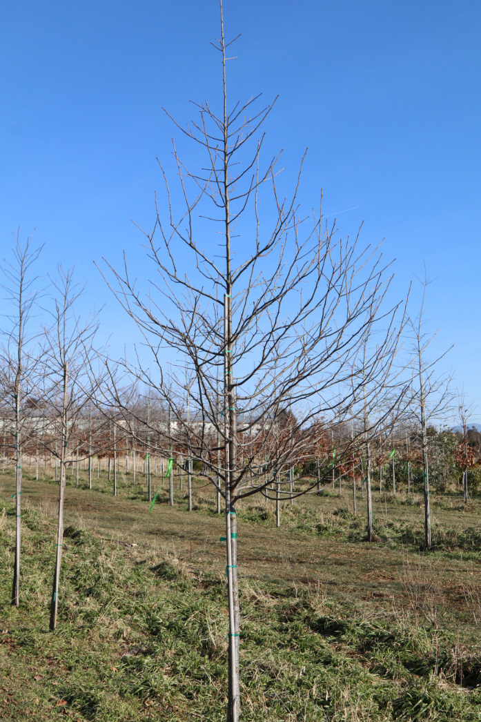 Featured Native: Black Gum/Tupelo (Nyssa sylvatica) - White House ...