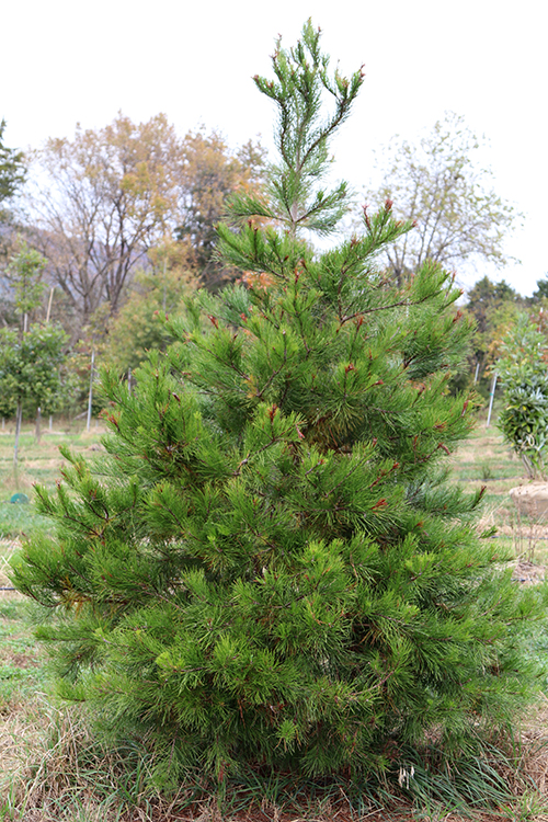Featured Native: Virginia Pine (Pinus virginiana) - White House Natives LLC
