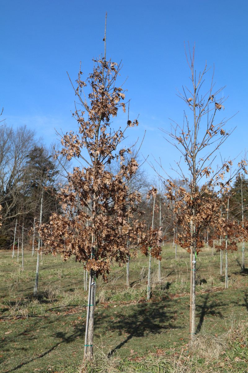 Around the Farm, 2d February 2019, pt 2 - White House Natives LLC