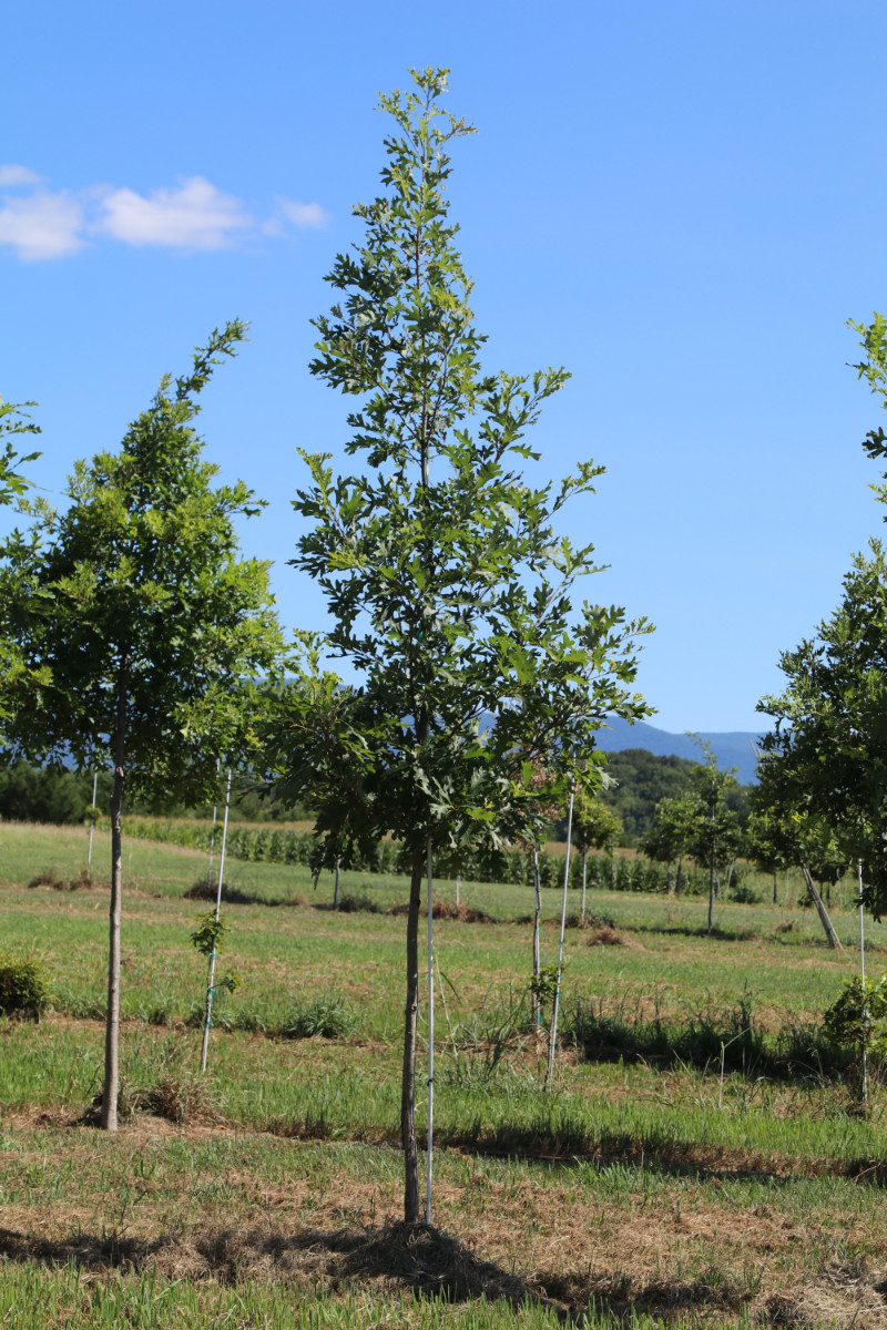 Photos of White House Natives Trees
