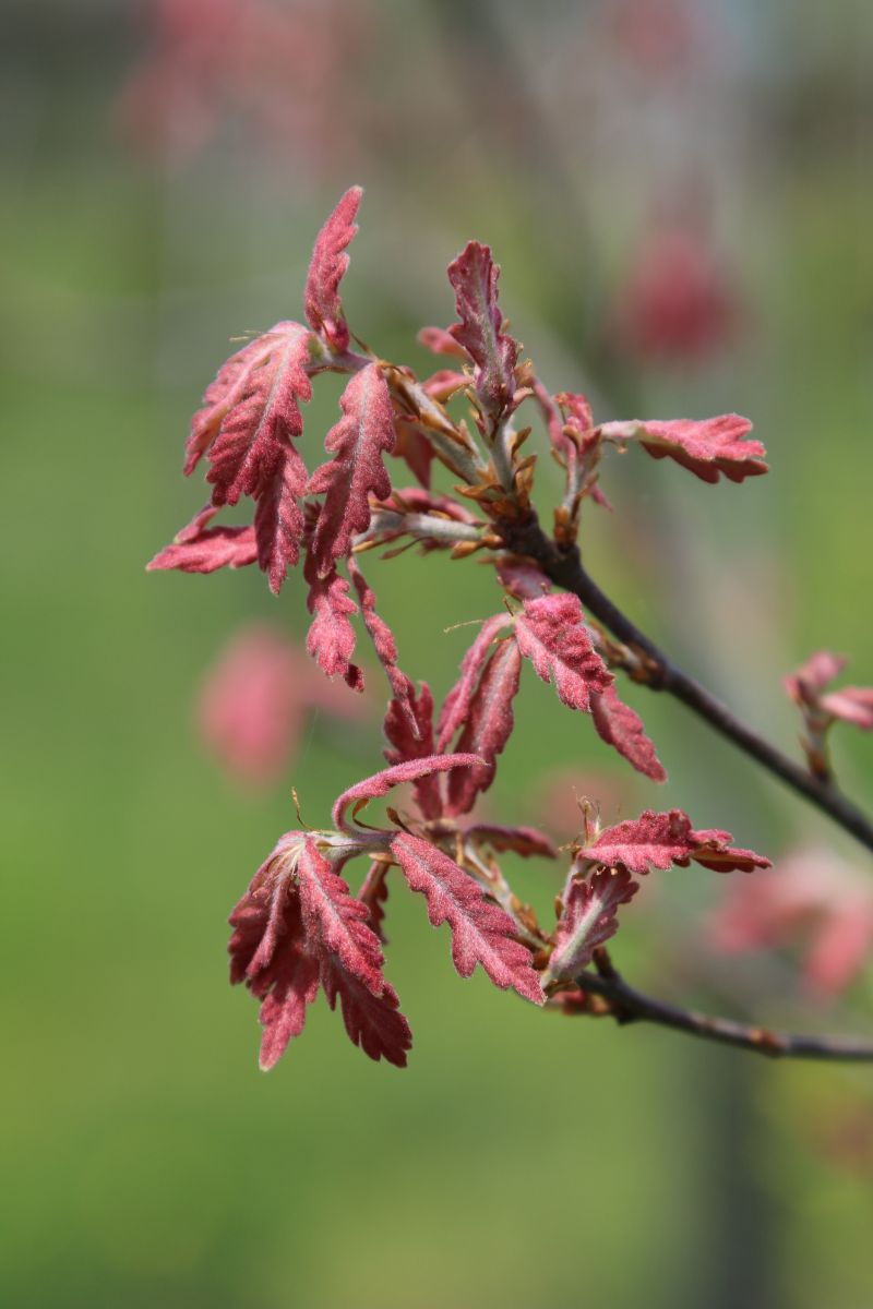 Leafing Out, April 2019, pt 1 of 2 - White House Natives LLC
