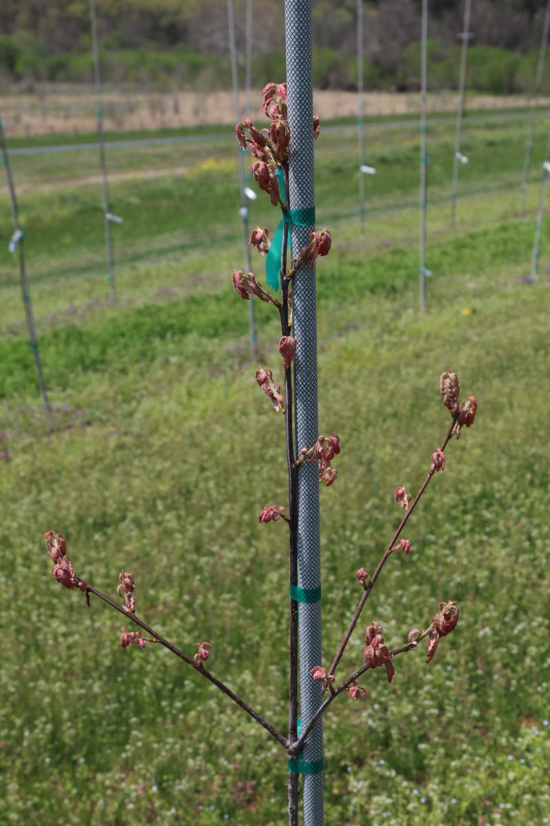 Leafing Out, April 2019, pt 1 of 2 - White House Natives LLC