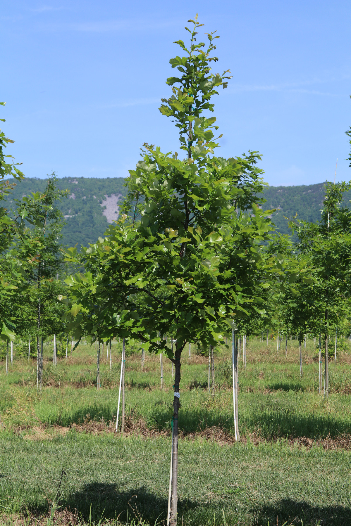Photos of White House Natives Trees