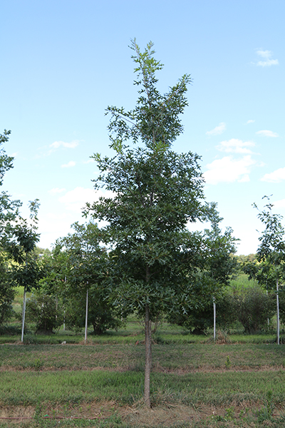 Featured Native: Scarlet Oak (Quercus coccinea) - White House Natives LLC