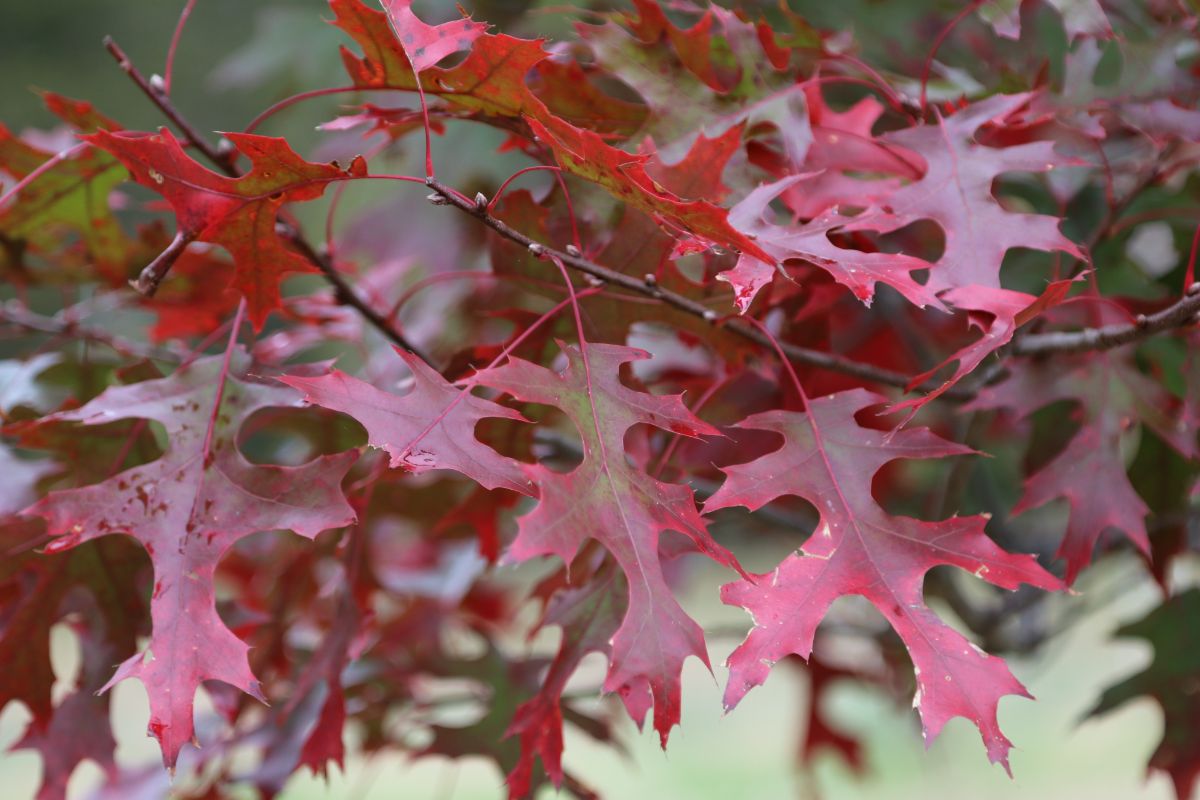 At the Nursery; Fall Digging 2019, Part 2 - White House Natives LLC