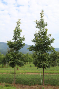 Featured Native: Southern Red Oak (Quercus falcata) - White House ...