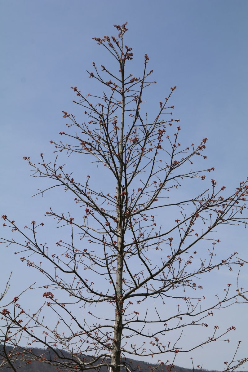 Leafing Out, April 2019, pt 1 of 2 - White House Natives LLC