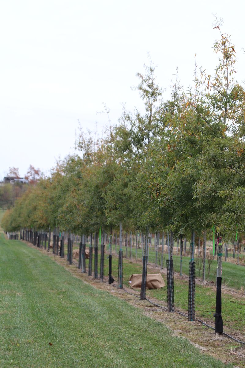 At the Nursery; Fall Digging 2019, Part 2 - White House Natives LLC