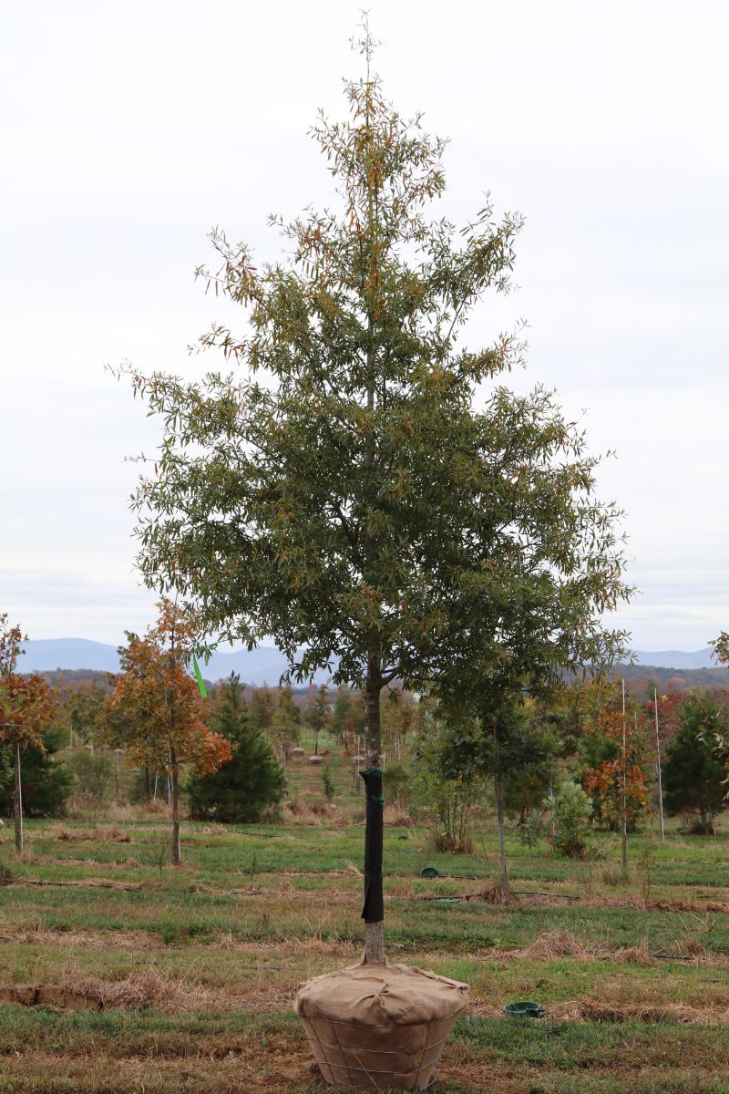 At the Nursery; Fall Digging 2019, Part 1 - White House Natives LLC