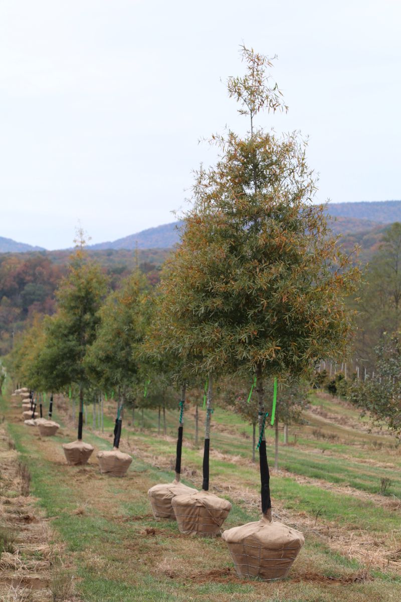 At the Nursery; Fall Digging 2019, Part 2 - White House Natives LLC