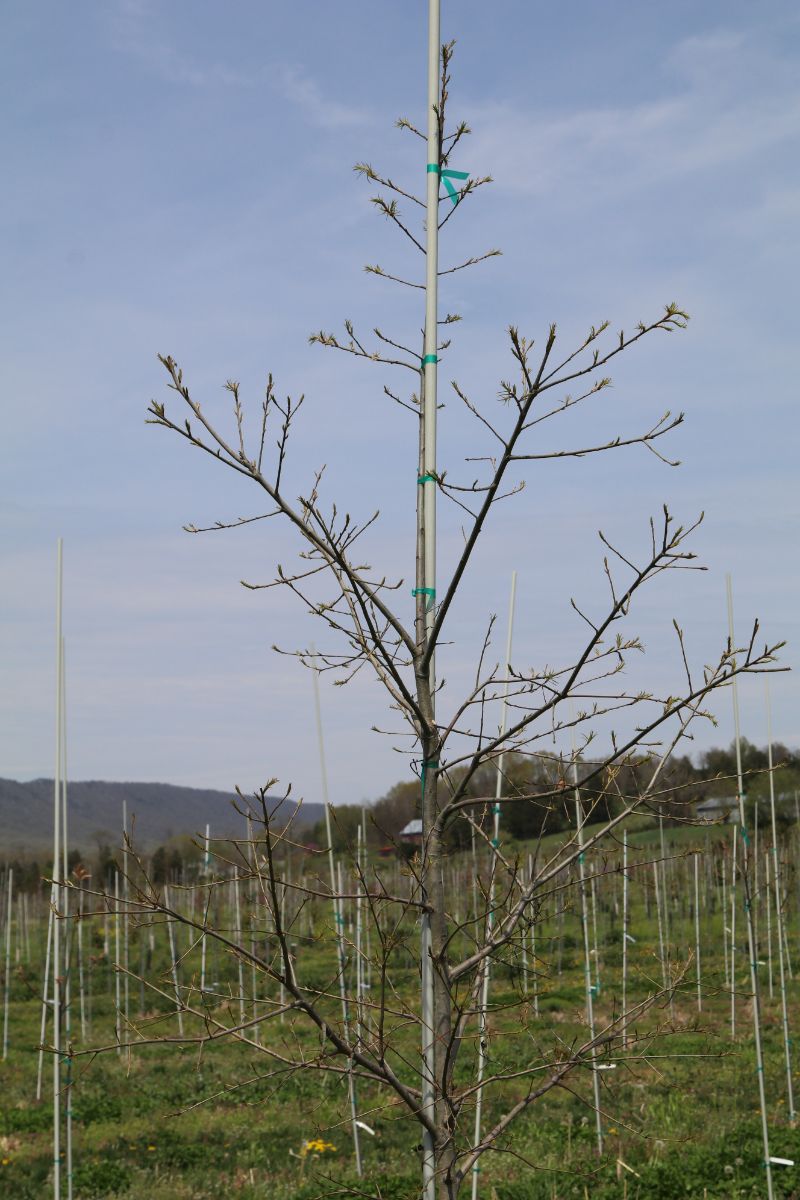 Leafing Out, April 2019, pt 1 of 2 - White House Natives LLC