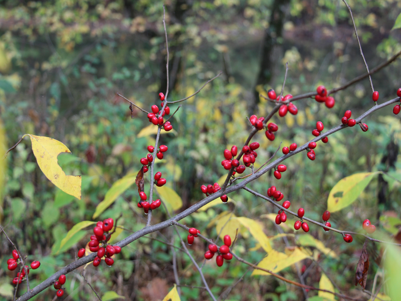 Tree of the Month - Spicebush - White House Natives LLC