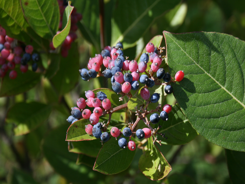 Tree of the Month - Viburnums - White House Natives LLC
