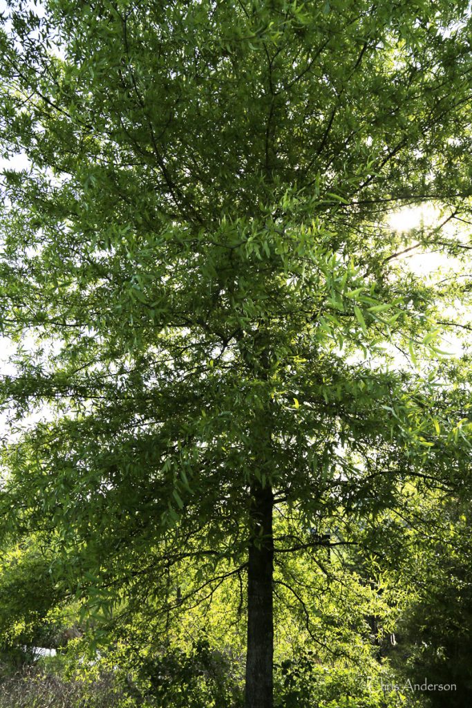 Tree of the Month - Willow Oak (Quercus phellos) - White House Natives LLC