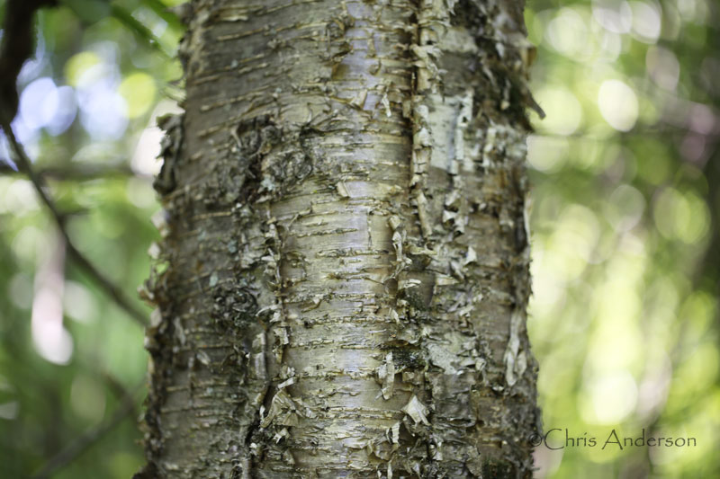 Native of the Month - Yellow Birch (Betula alleghaniensis) - White ...