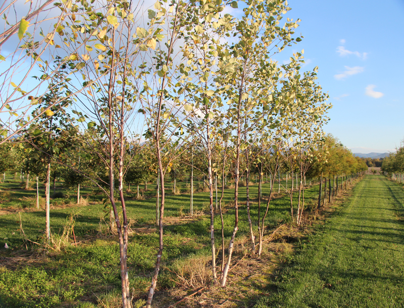 Native of the Month - Yellow Birch (Betula alleghaniensis) - White ...
